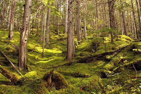 Gardening Ontario Plants