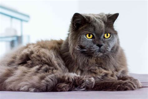 10 Hybrid Cats That Evoke Their Wild Cat Lineage