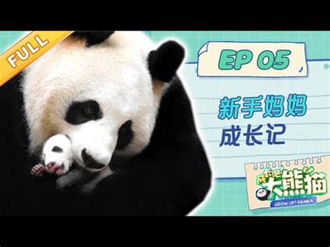 熊猫慢综艺新手熊猫妈妈带娃 抱着幼崽都顾不上吃饭了 成长吧大熊猫 YouTube