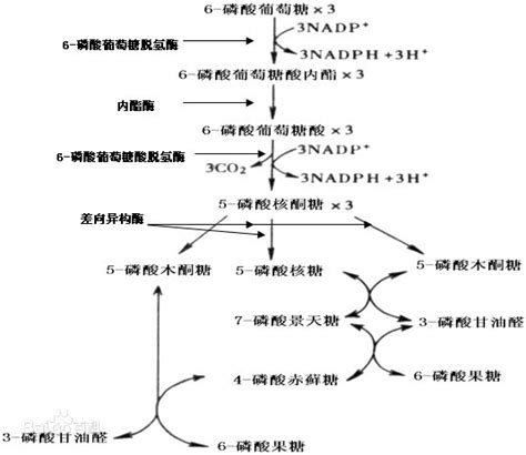 戊糖磷酸途径图片百度百科