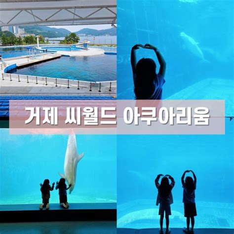 벨루가와 돌고래 공연보고 인생샷 찍기 거제 씨월드 아쿠아리움 네이버 블로그