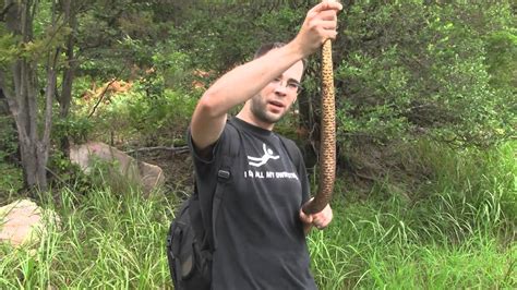 Snake Hunting Youtube