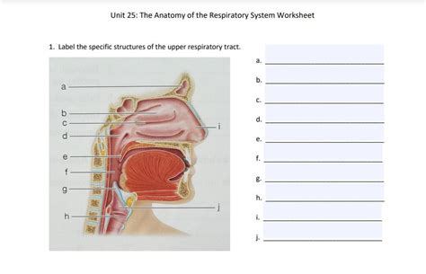 Respiratory System Worksheet Answer Key E