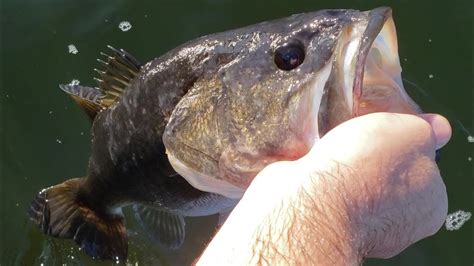 Crankbait Was Hot On A Cold Day Youtube