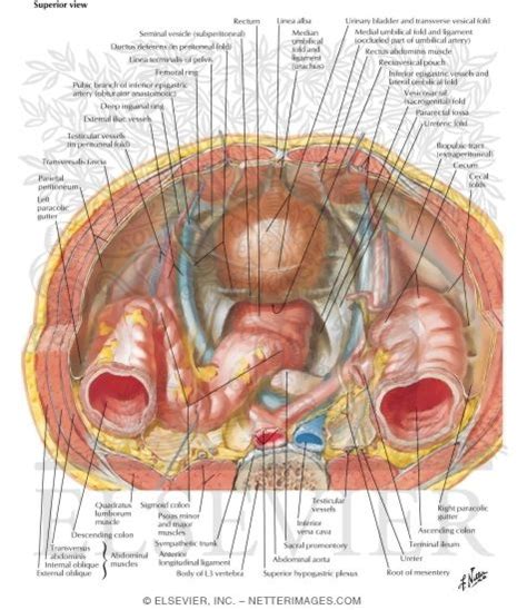 Pelvis Netter