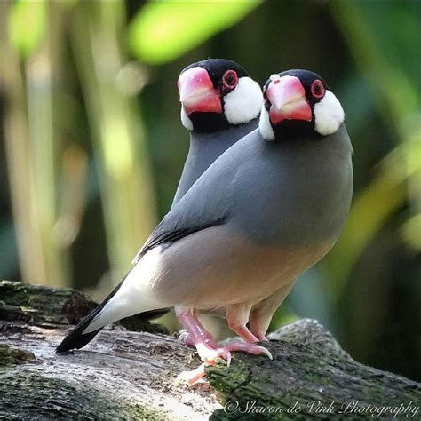 Java Sparrow