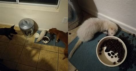 聰明雪貂夜闖民宅偷吃狗飼料 還在暖床睡翻爽當vip！ 寵毛星球 生活 Nownews今日新聞
