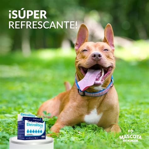 ¿quieres Tener Siempre Hidratado A Mascota Club Del Perú Facebook