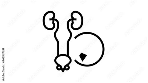 Genitourinary System Disease Animated Line Icon Genitourinary System