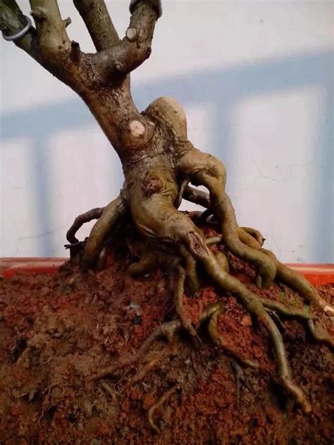 露根盆景的几种培养方法 柳树种