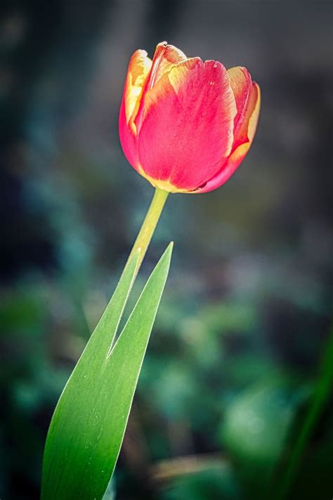 튤립 꽃 봄 Pixabay의 무료 사진 Pixabay