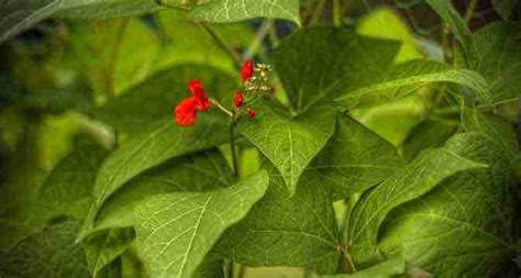 Runner Beans A Complete Guide For A Thriving Harvest