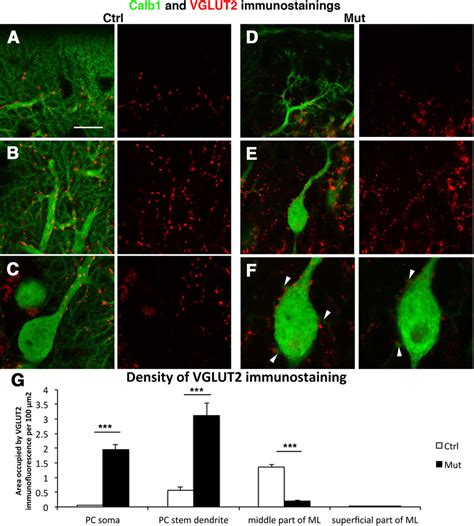 Distribution Of Vglut2 Immunostaining Is Different In Mutant Compared Download Scientific