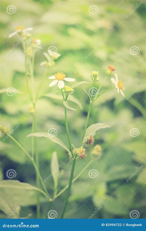 Beautiful Single Flower Grass Tridax Procumbens Or Coatbuttons Or Tridax Daisy Vintage Style