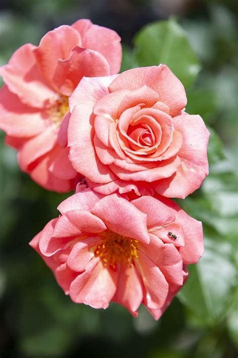 Rosas Flores Pétalos De Foto gratis en Pixabay Pixabay