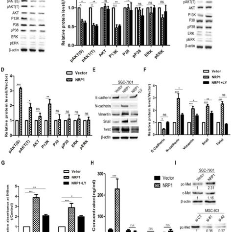 Nrp1 Overexpression Promoted Proliferation Migration And Invasion In