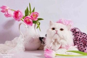 dreamies.de - Bilder suchen