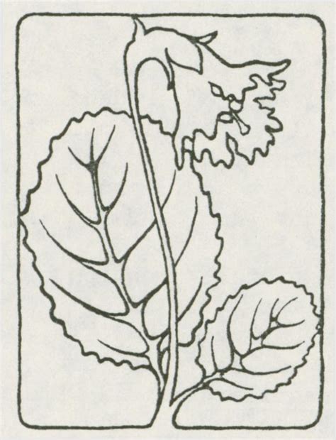 History Of The Western Carolina Botanical Club Transylvania County Library