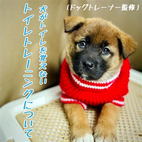 【ドッグトレーナー監修】犬がトイレを覚えないのはなぜ？理由とトイレトレーニングのポイント