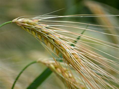 Frühblüher Gerste Pflanzenforschung De