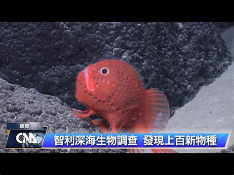 水下機器人潛智利深海 發現上百新物種 中央社全球視野