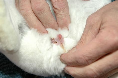 Rabbits How To Sex Your Bunnies BackYard Chickens Learn How To Raise Chickens