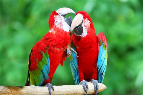 Pappagalli parlanti le 5 specie più loquaci