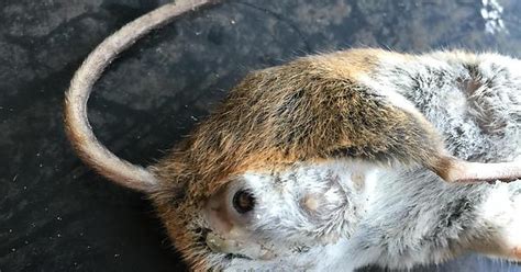 Bot Fly Larva In Ohio Mouse Album On Imgur