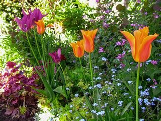 Spring Garden Spring Colour In A Garden 2d Version Of Sc Howard