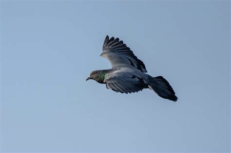 Merpati Terbang Burung Foto Gratis Di Pixabay Pixabay