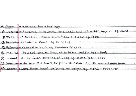 Basic Anatomical Terminologies Pdf