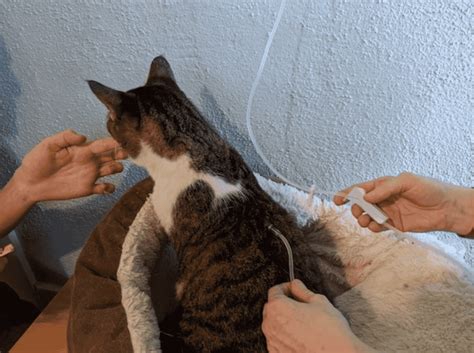 Subcutaneous Fluids Cat A Guide To Hydration