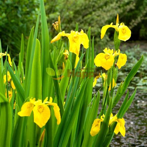 Yellow Iris Iris Pseudacorus Happy Green Shop