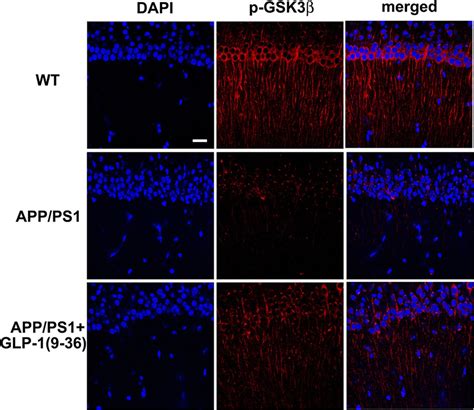Glucagon Like Peptide Cleavage Product GLP Amide Rescues Synaptic Plasticity And