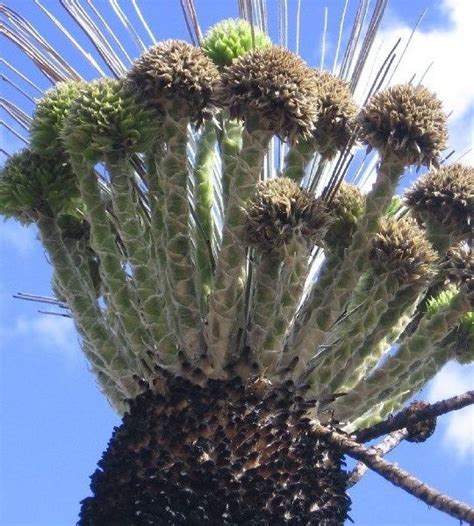 Native Clumping Plantsgrasses Archives Page 3 Of 4 Ole Lantanas