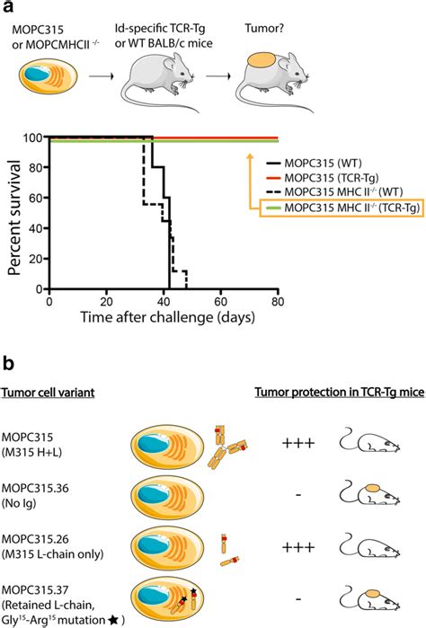 Id Specific Tcr Transgenic Mice Are Protected Against A Challenge With