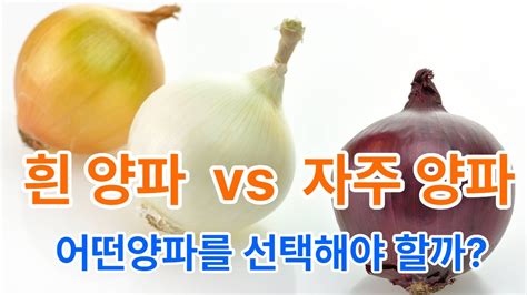 흰 양파 Vs 자주 양파 어떤 양파를 선택해야 할까 Youtube