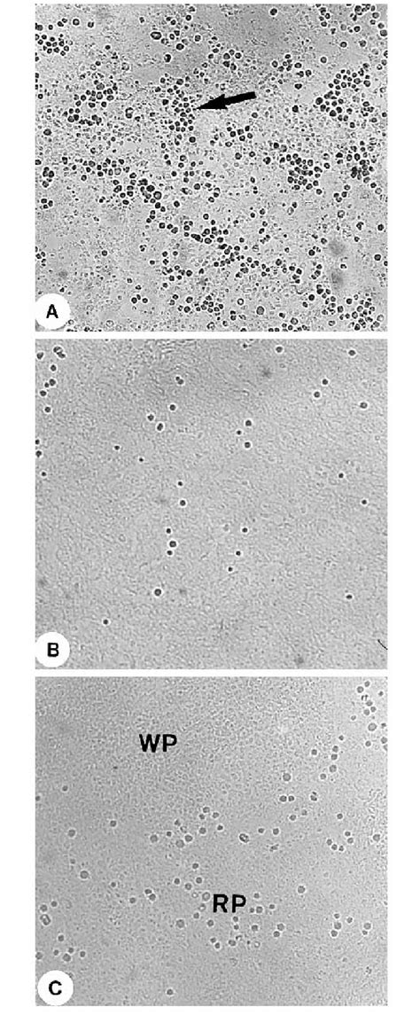Adhesion Of Erythroblasts To Sections Of Different Organs ×250 A