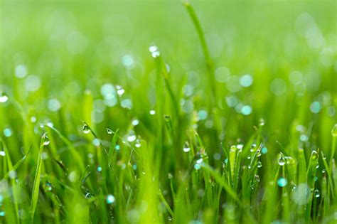 Beauty Backgrounds With Foliage Green Grass Dew Drops And Bokeh Banner