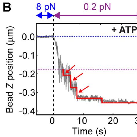 Step Wise Dna Loop Extrusion By A Single Condensin Holocomplex A Download Scientific Diagram