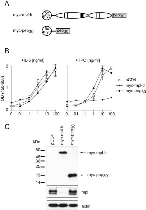 A Truncated Isoform Of C Mpl With An Essential C Terminal Peptide Targets The Full Length