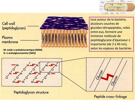Cell Procaryote 31 Stratégies Numériques Denseignement Et D