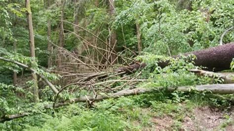 Broken Tree Trunk In The Forest Due To S Stock Video Pond5