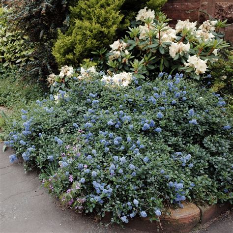 Ceanothus Varieties Available In Our Nursery ~ Aventura Gardens