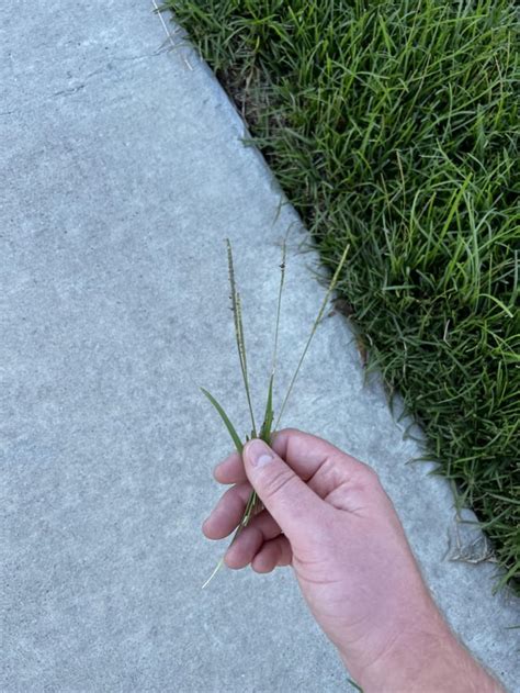 Grass Identification Rlawncare