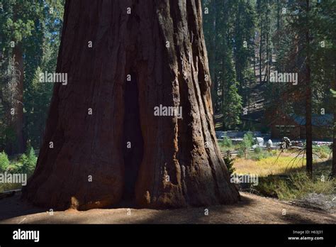 Amazing Nature In The Sequoia National Park The Huge Base Of The