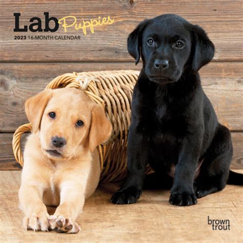 Lab Puppies 2023 Mini Wall Calendar Browntrout Dogdays 2023