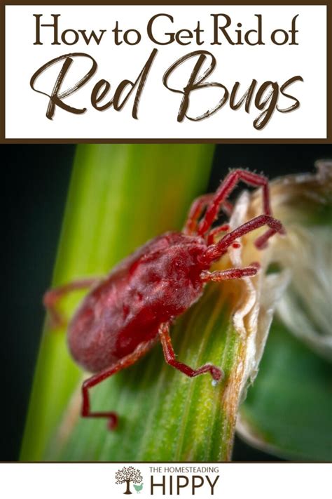 How To Get Rid Of Red Bugs Chiggers Quickly And Easily