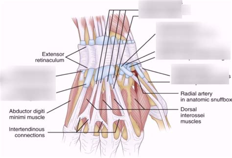 Second Extensor Compartment Release At Jordan Arida Blog