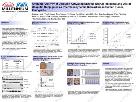 Pdf Antitumor Activity Of Ubiquitin Activating Enzyme Uba1